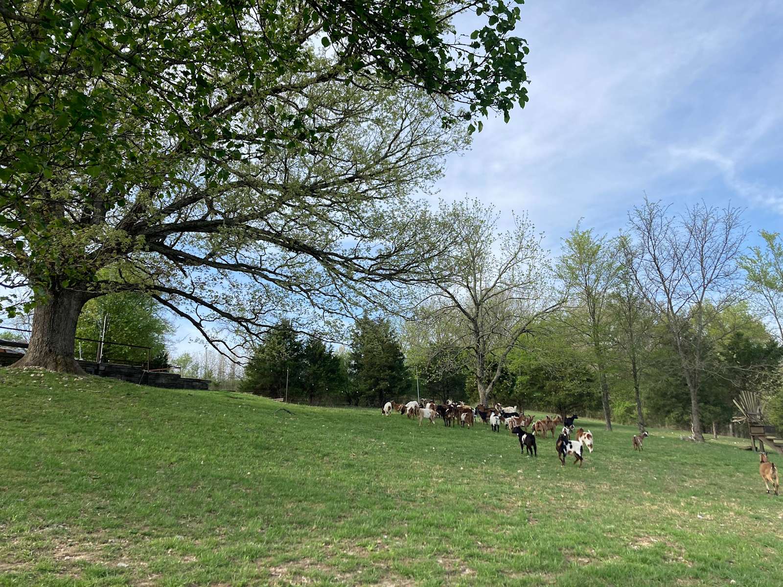 Explore the Ozarks - Dockley Ranch - Hipcamp in Chadwick, Missouri