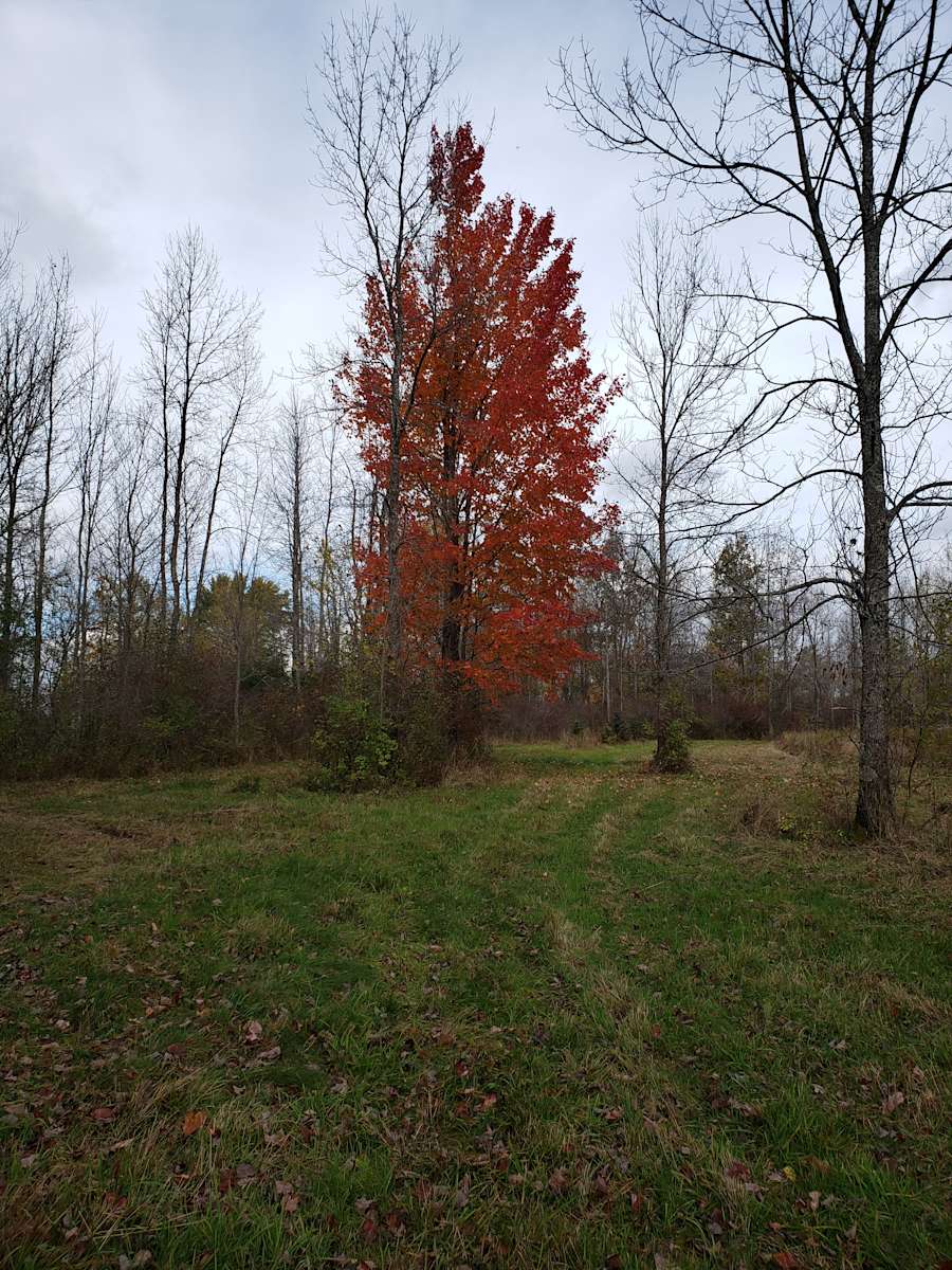 Whitetail Meadows - Hipcamp in Sprakers, New York