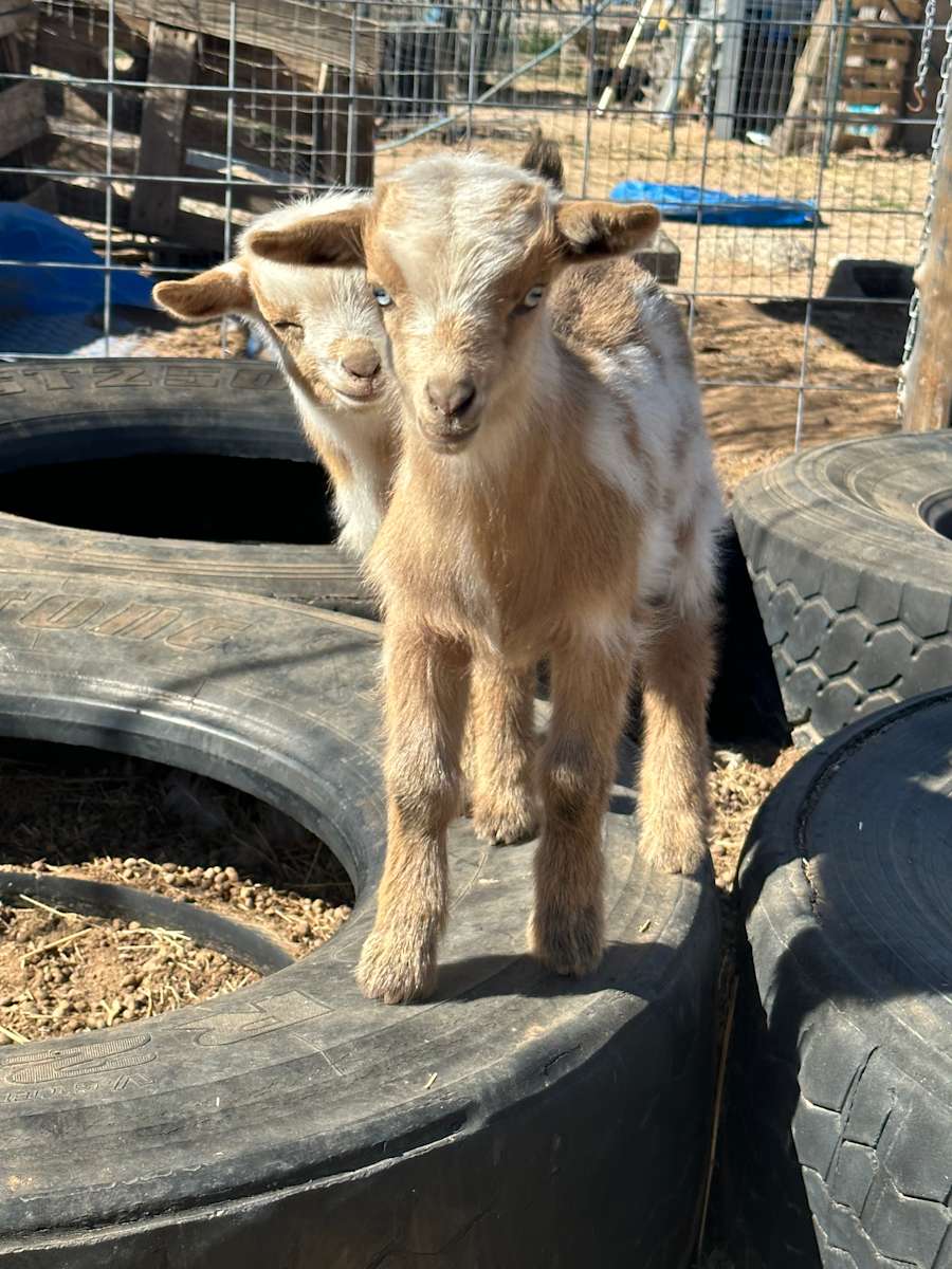Dusty Dogg Ranch - Hipcamp in Marana, Arizona