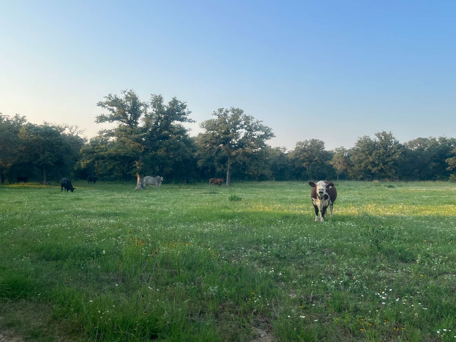 Flying L Ranch - Hipcamp in La Vernia, Texas
