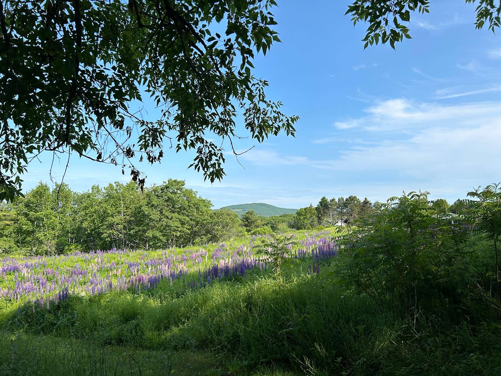 George’s highland edge - Hipcamp in Rockport, Maine