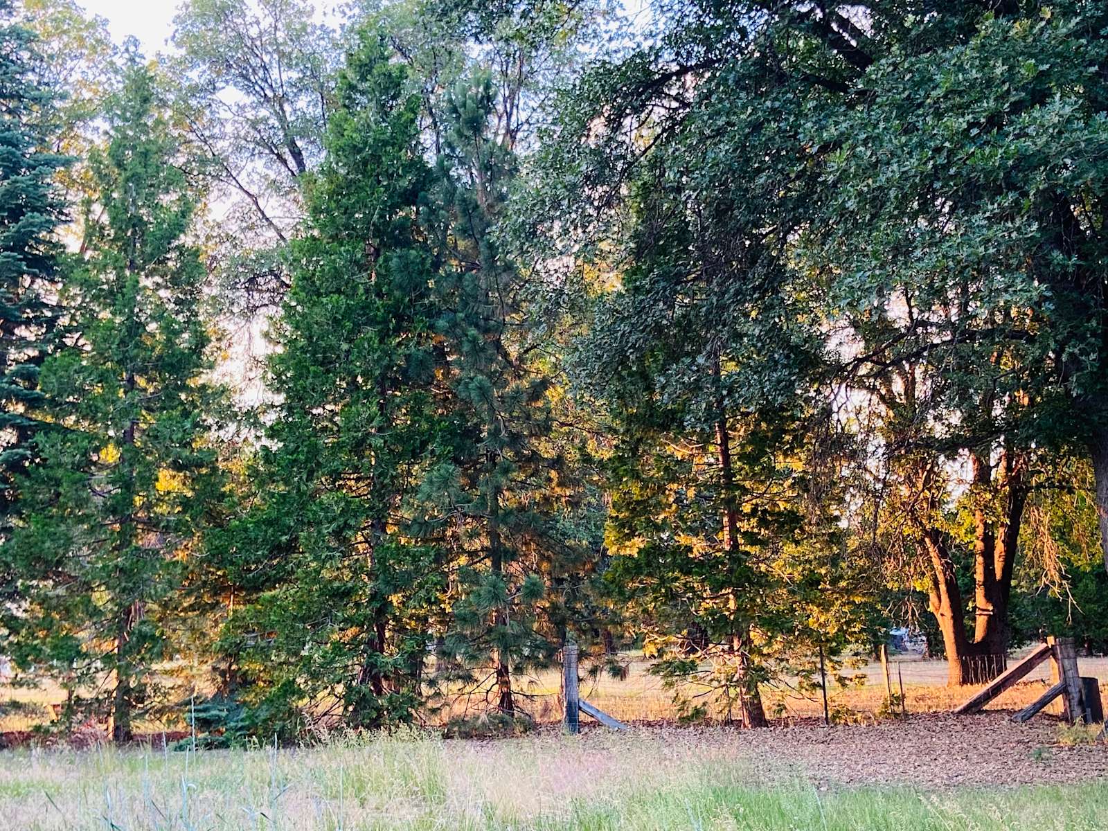 Camp Lighthouse - Hipcamp in Mount Shasta, California