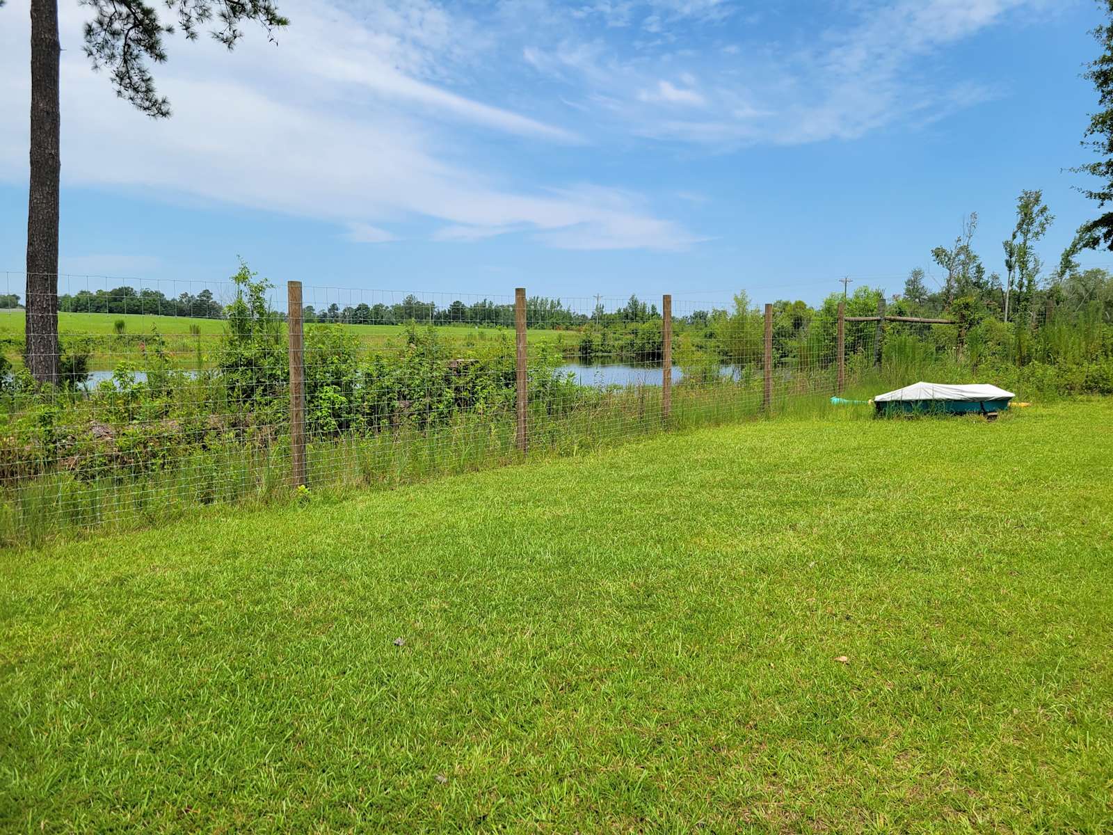 Sweet Blossom Alpaca Farm - Relax - Hipcamp in Millen, Georgia