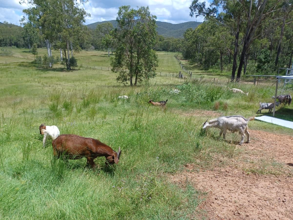 Arthur Creek Farm - Hipcamp in Waterloo, Queensland