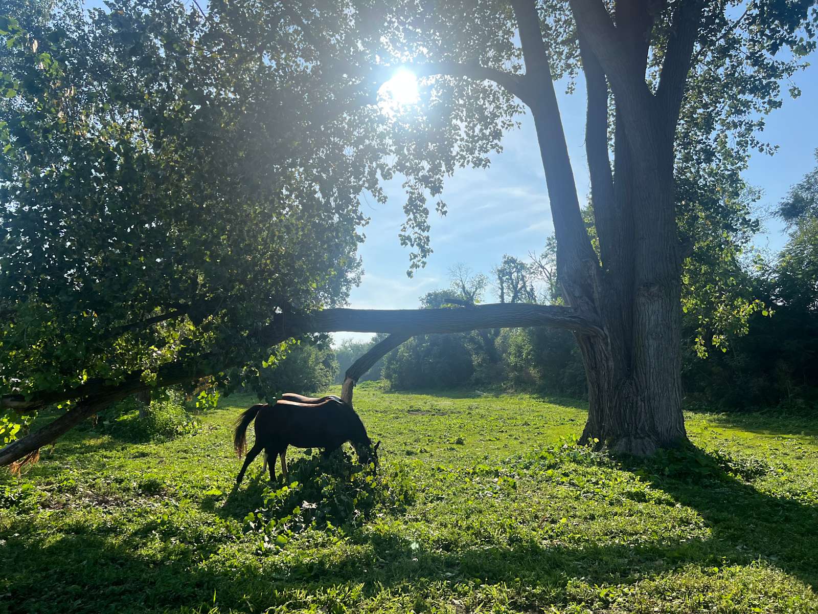 Rocking Horse Camping Ranch - Hipcamp in Gary, Indiana