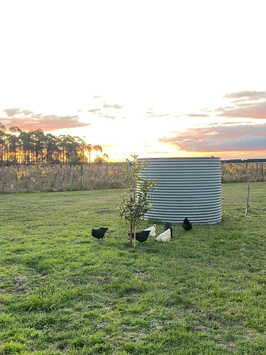 Alt Road Winery - Hipcamp in Winchelsea South, Victoria