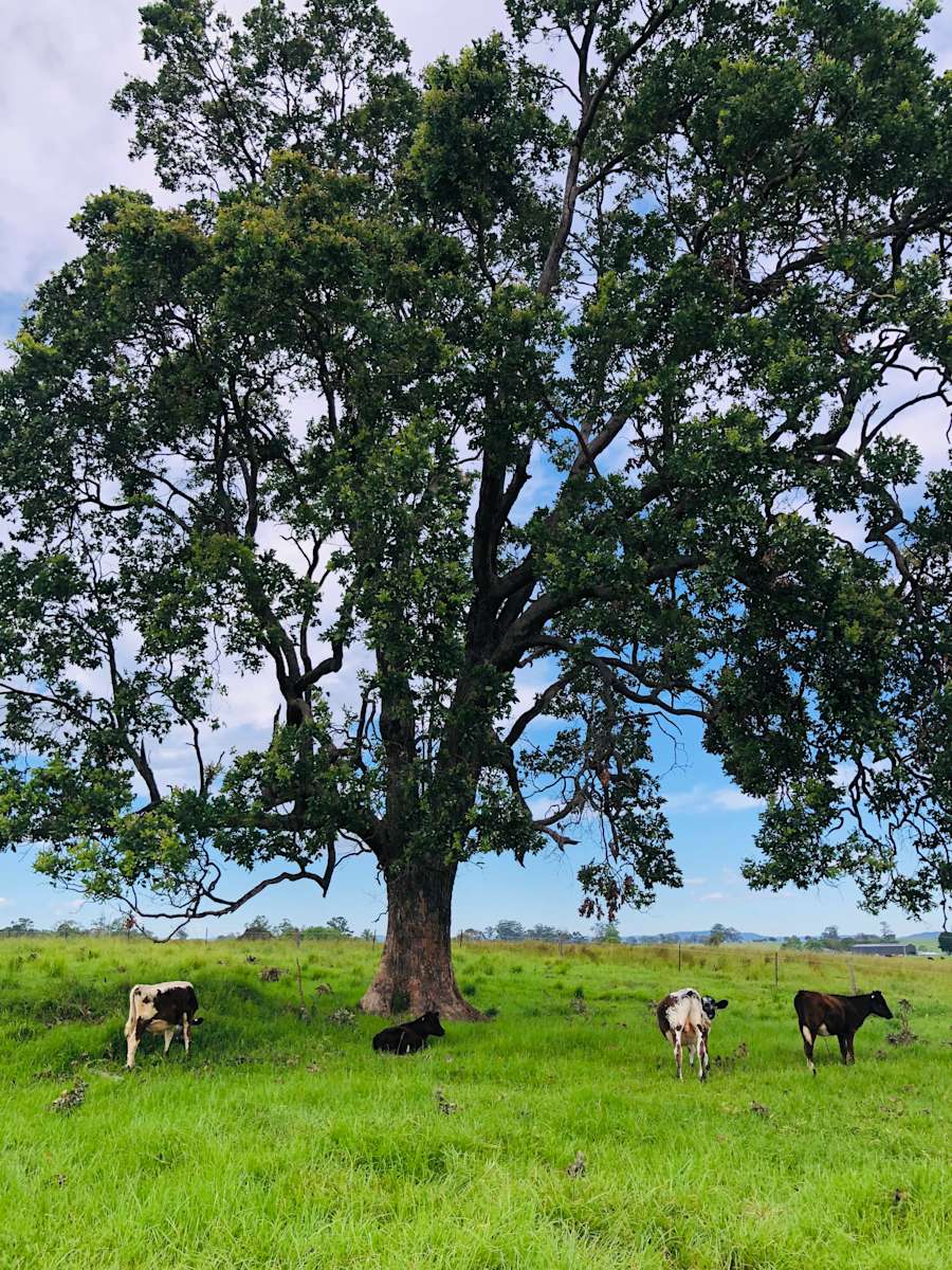 Cameron Falls Farm - Hipcamp in Rosewood, New South Wales