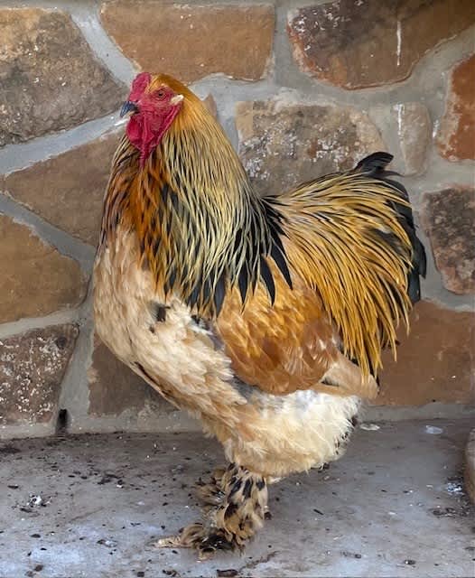 Red Rooster Ranch - Hipcamp in Mullin, Texas