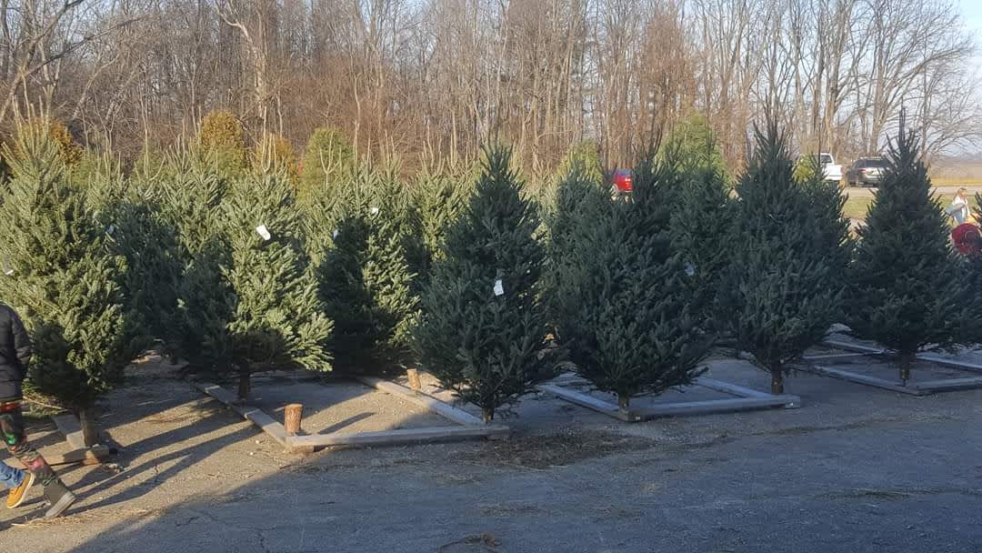 Clearview Christmas Tree Farm - Hipcamp in Arlington, Indiana