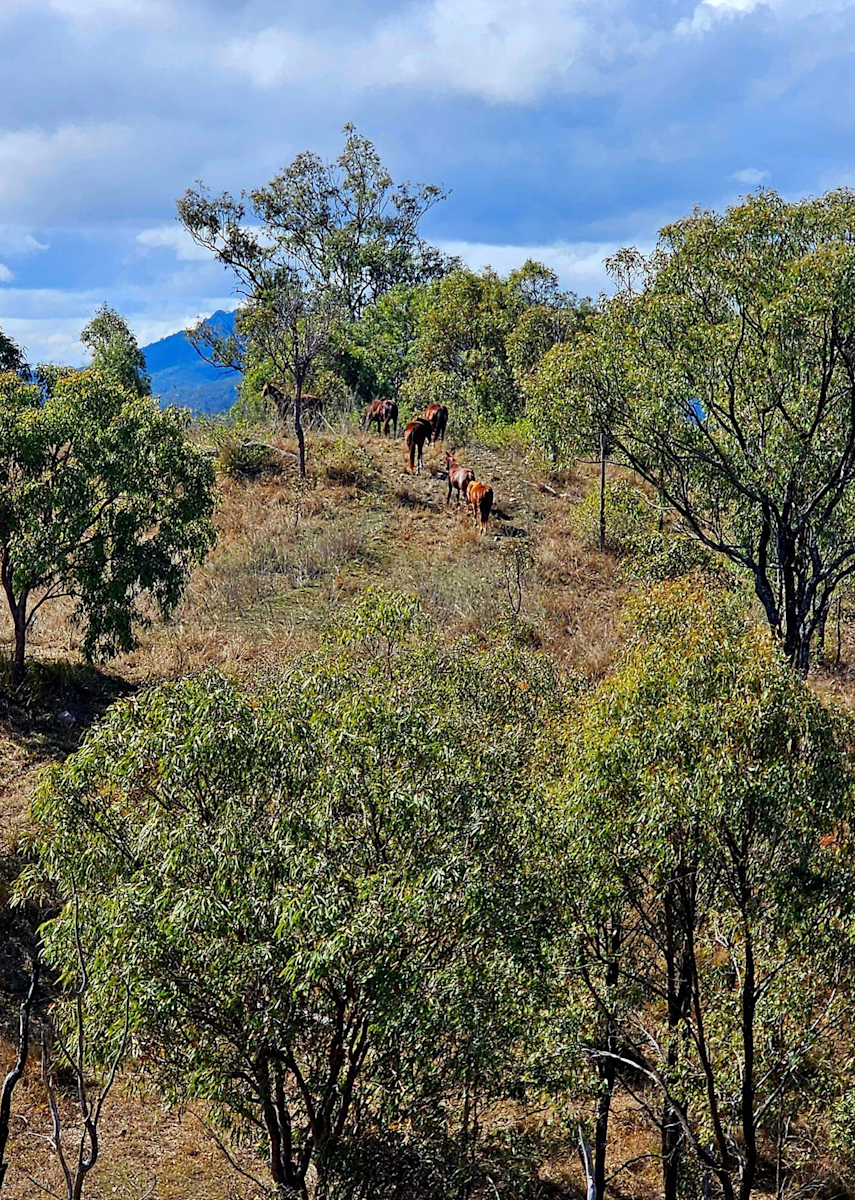 Mountain View - Mount Perry Farm - Hipcamp in Mount Perry, Queensland