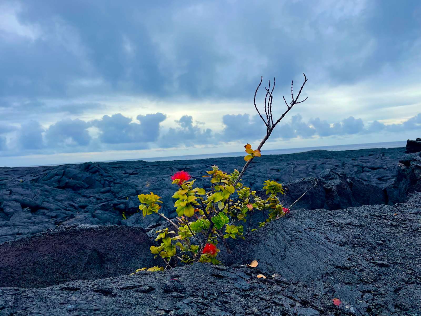 Moe’uhane - Hipcamp in El Prado Estates, Hawaii