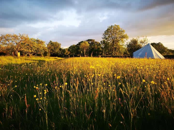 Wild Flower Meadow Campsite - Hipcamp in Sidmouth, England