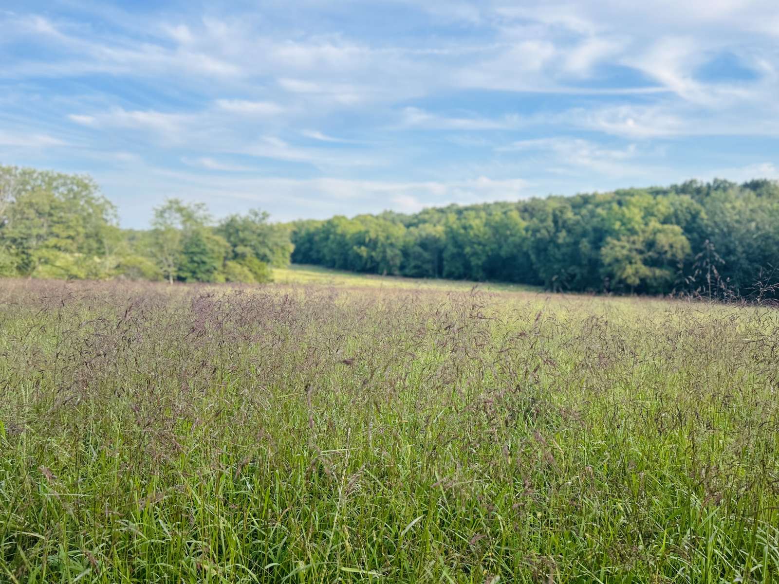 Misfit Acres at Kind Rebellion Farm - Hipcamp in Rolla, Missouri