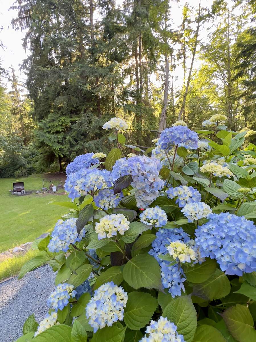 🦩 Flamingo Ridge 🦩 - Hipcamp in Freeland, Washington