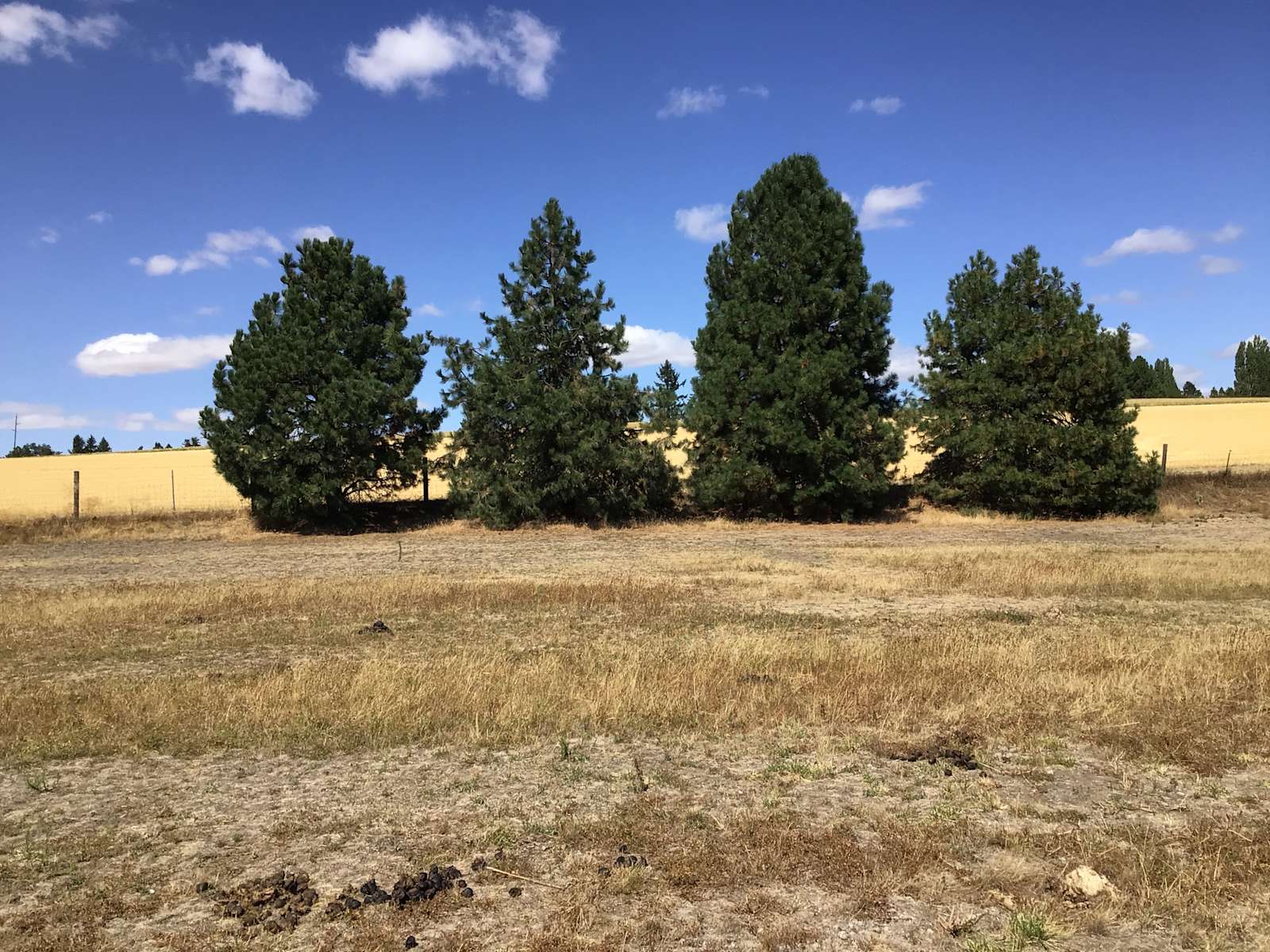 Triple Tree Ranch - Hipcamp in Moscow, Idaho