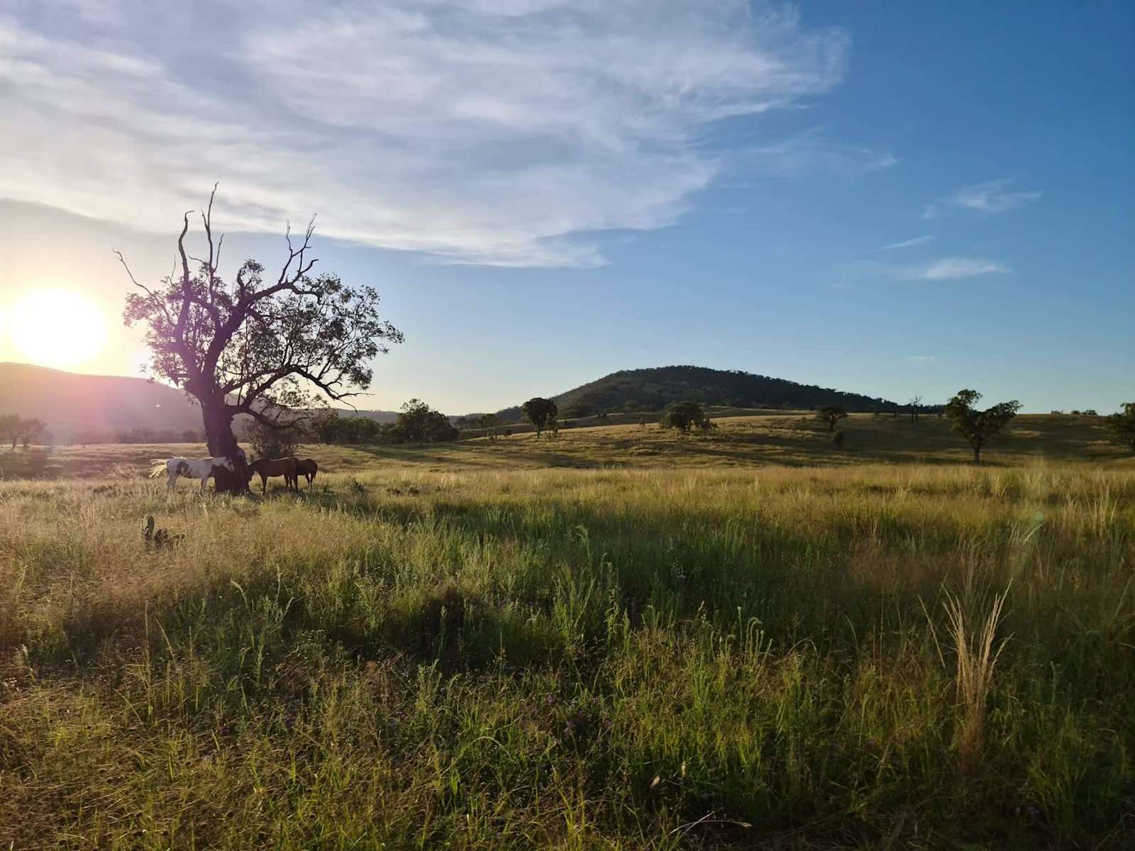 ‘Riversdale’ - Hipcamp in Mingoola, Queensland