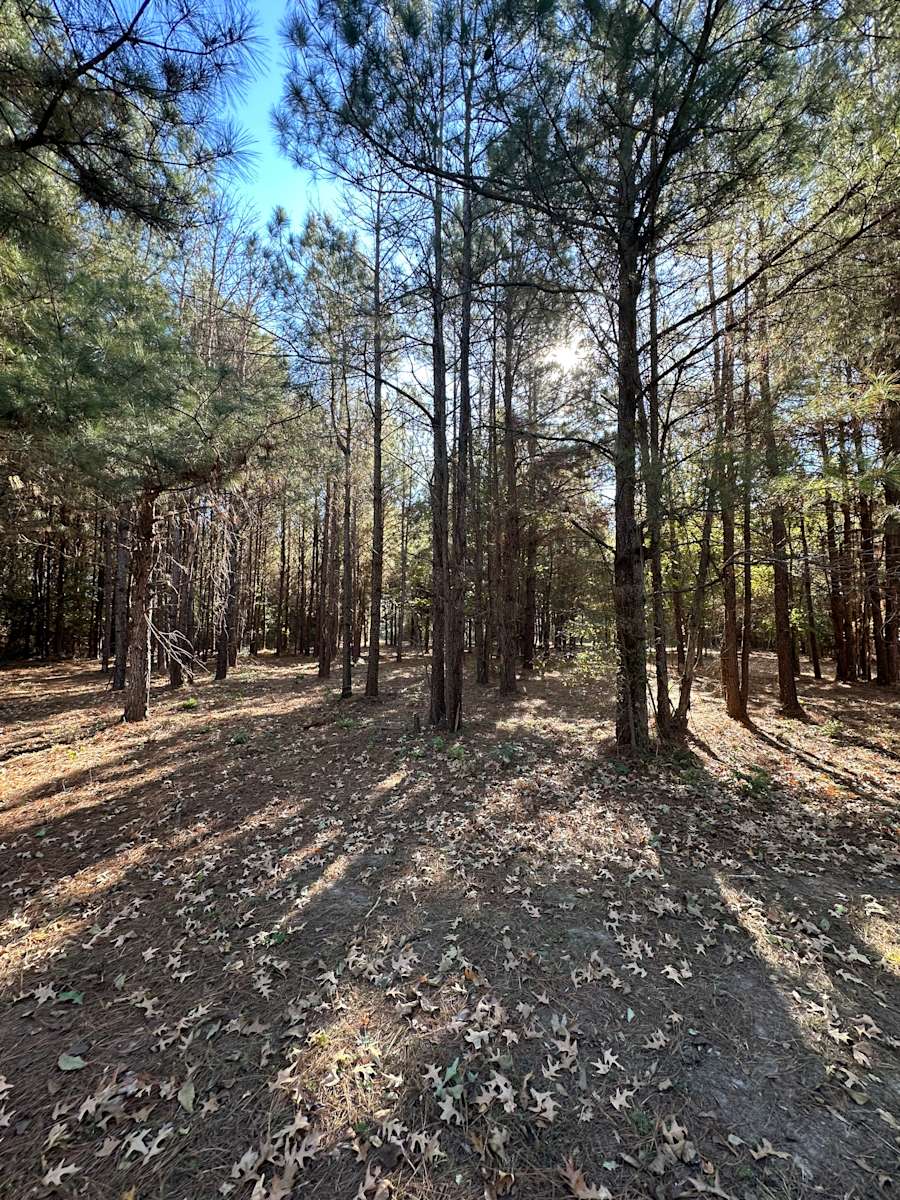 Green Oasis - Hipcamp in Baskin, Louisiana