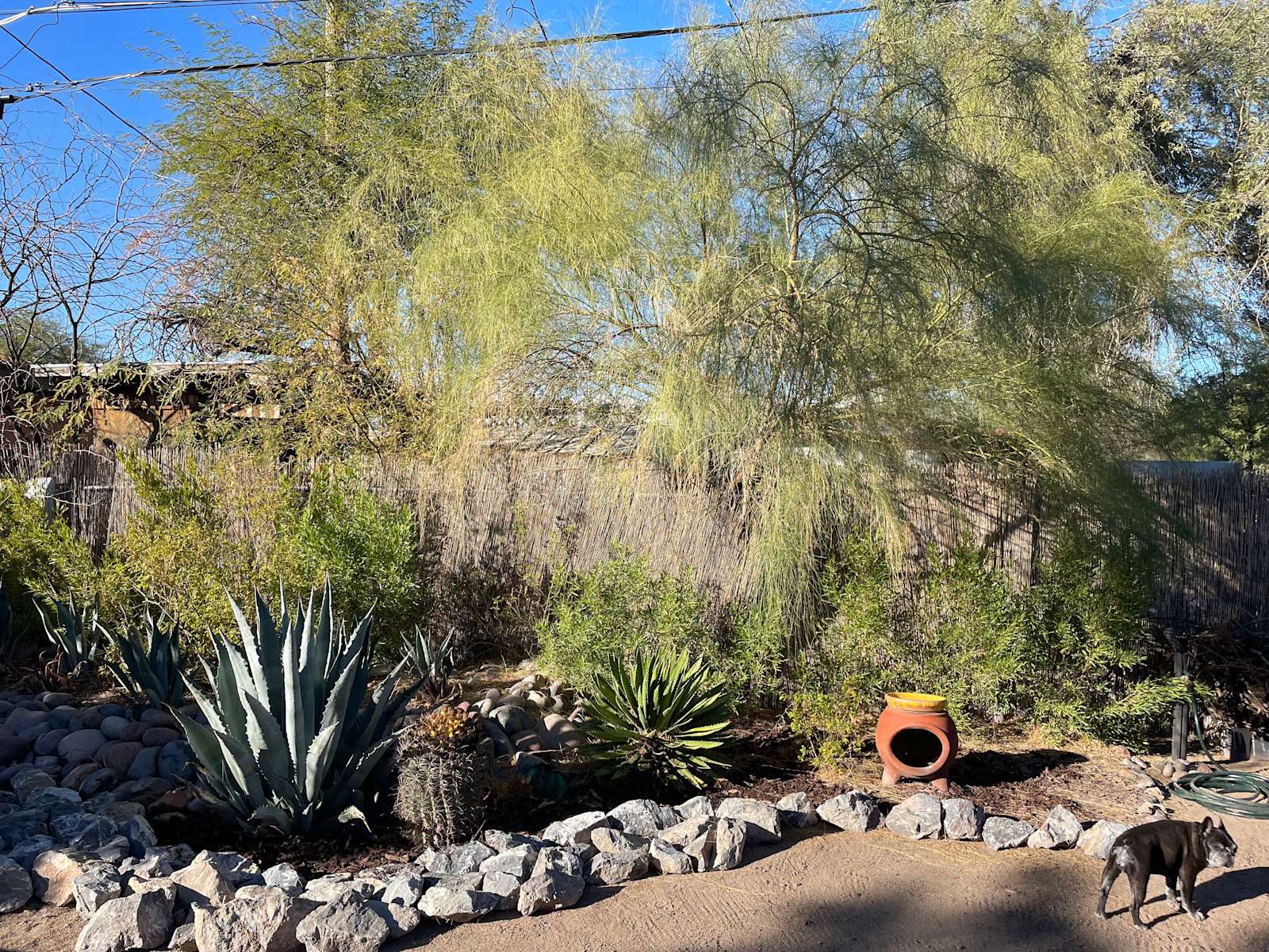 Roadrunner Tucson Birds and Cacti - Hipcamp in Tucson, Arizona