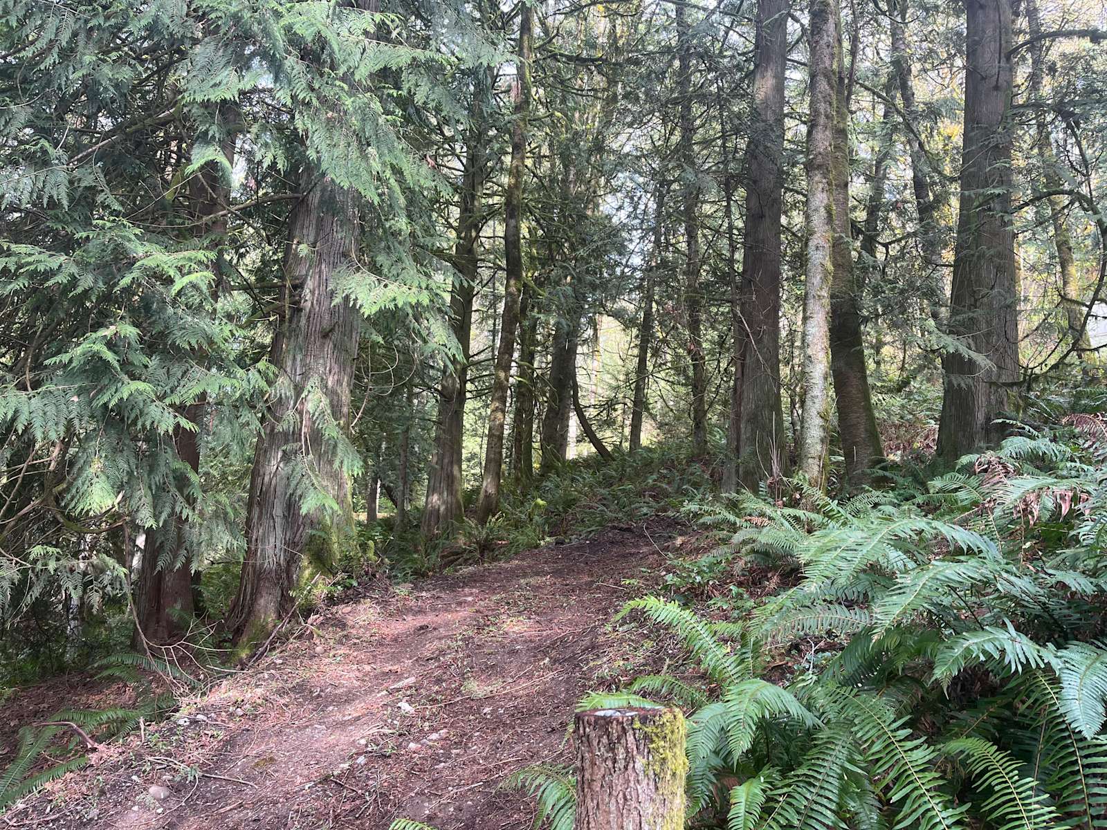 Cougar-Squak Mountain Corridor Camp - Hipcamp in Issaquah, Washington
