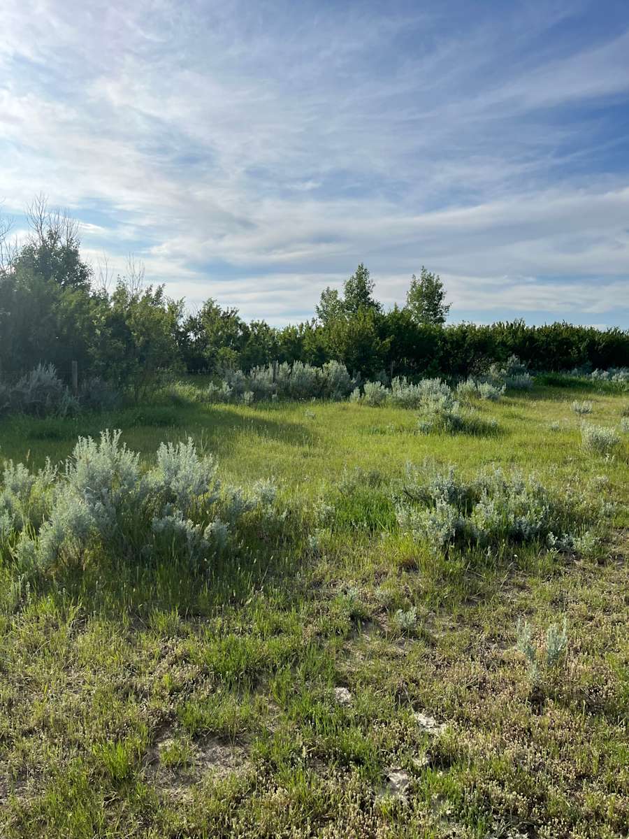 Saskatoon and Sage - Hipcamp in Medicine Hat, Alberta