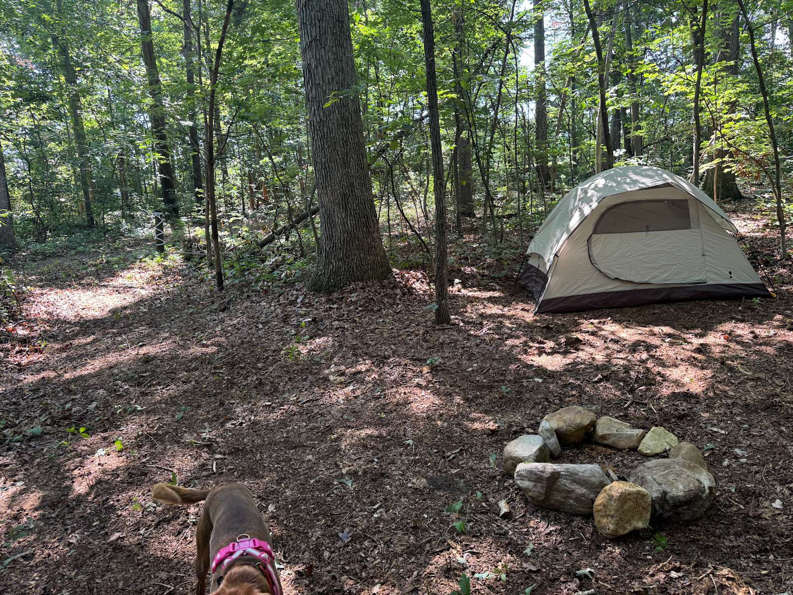 Road Runner Base Camp - Hipcamp in Massanutten, Virginia