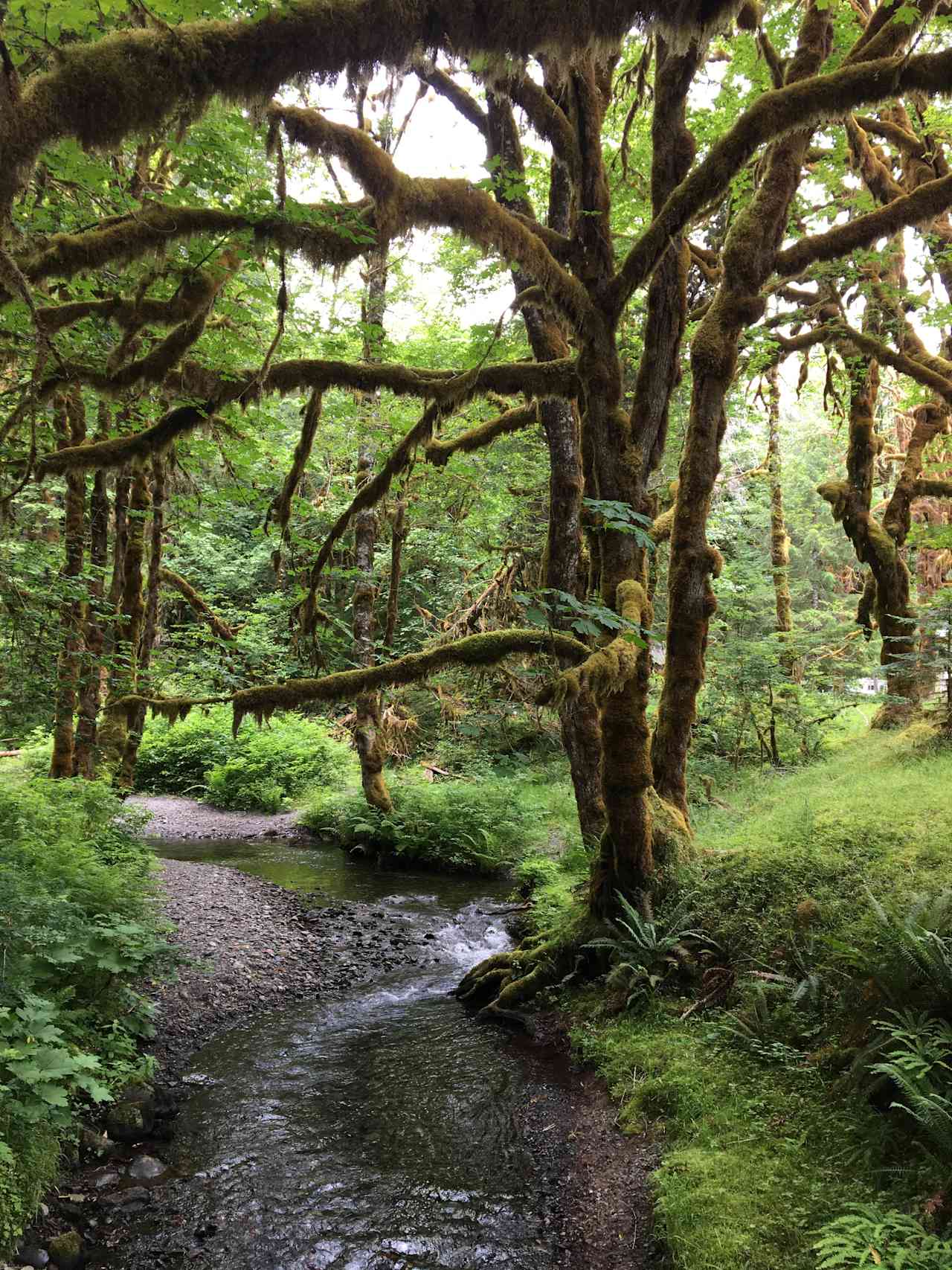 Staircase Campground in Olympic National Park, Washington: Reviews and ...
