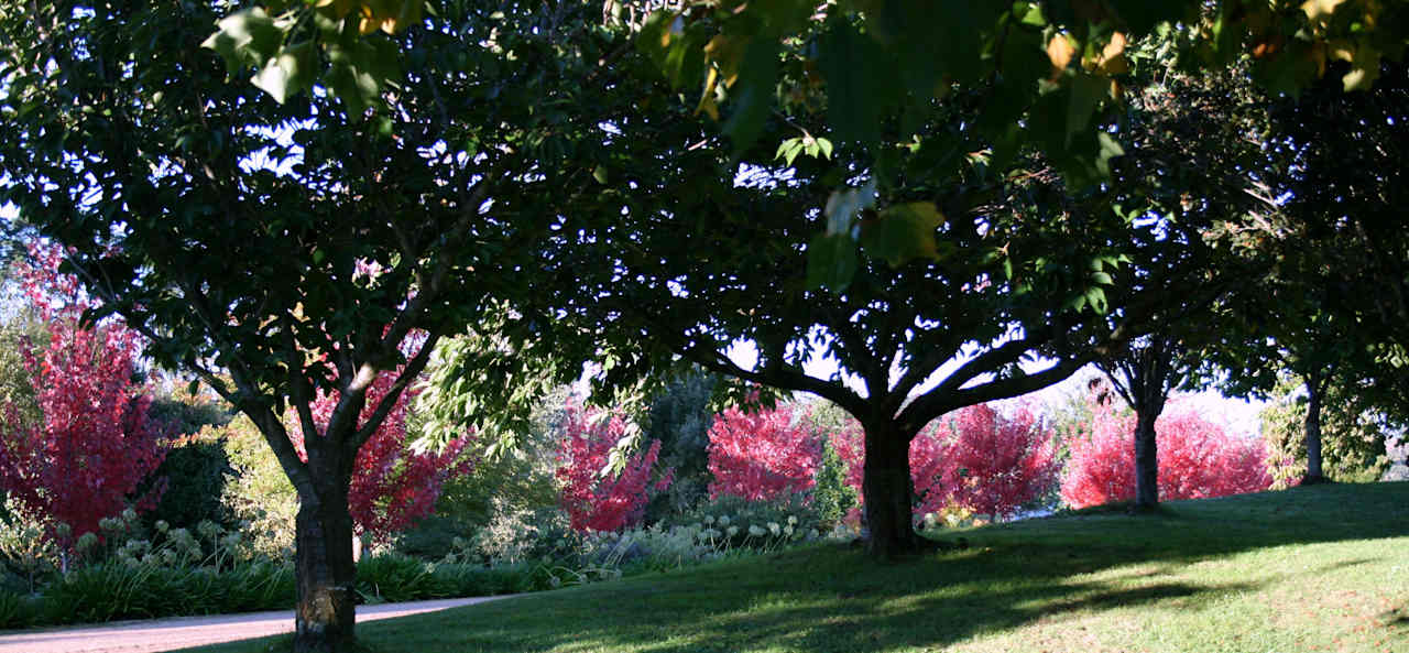 Milleara Gardens - Hipcamp in Mirboo North, Victoria