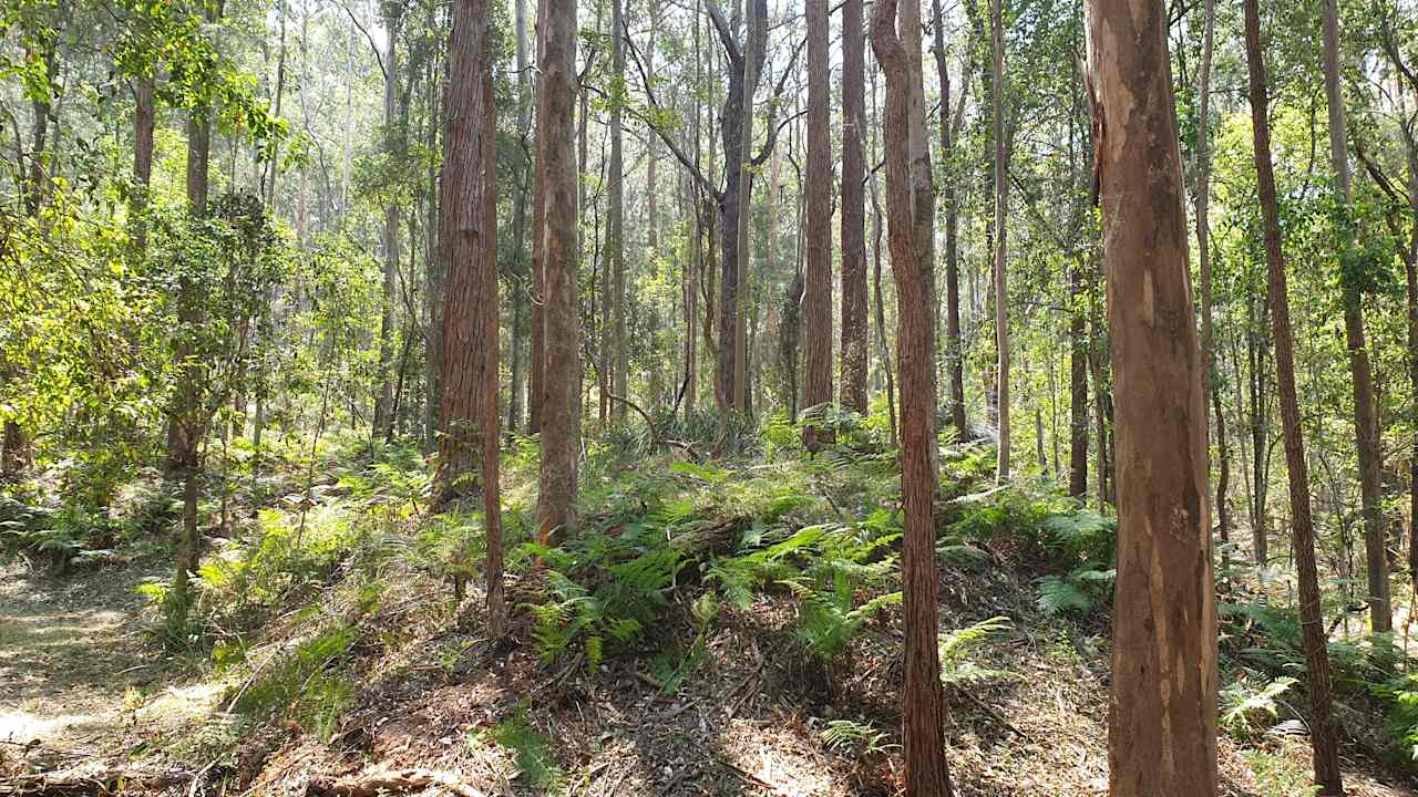 Fern Gully - Hipcamp in Mandalong, New South Wales