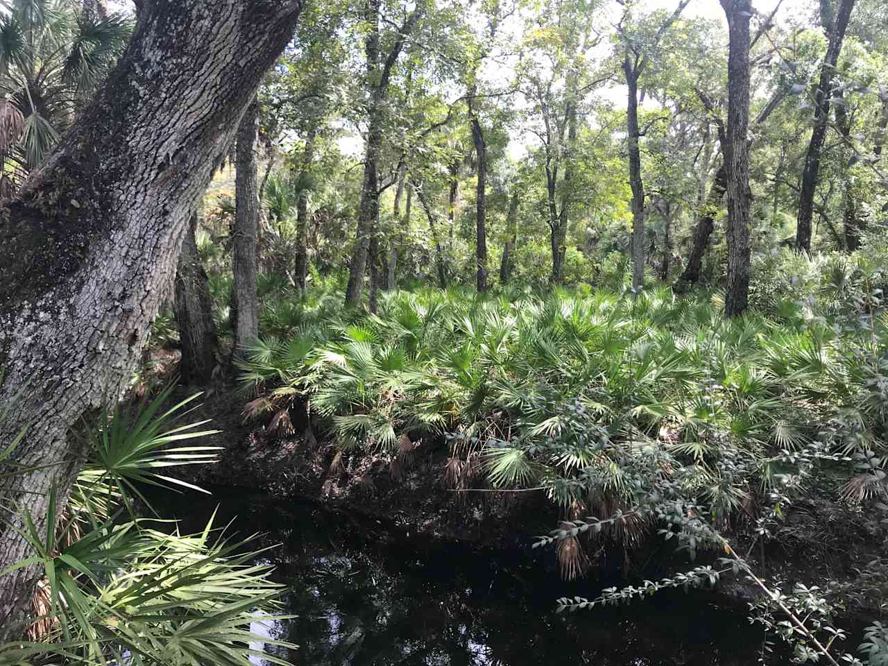 Cotee River Bend - Hipcamp in New Port Richey, Florida