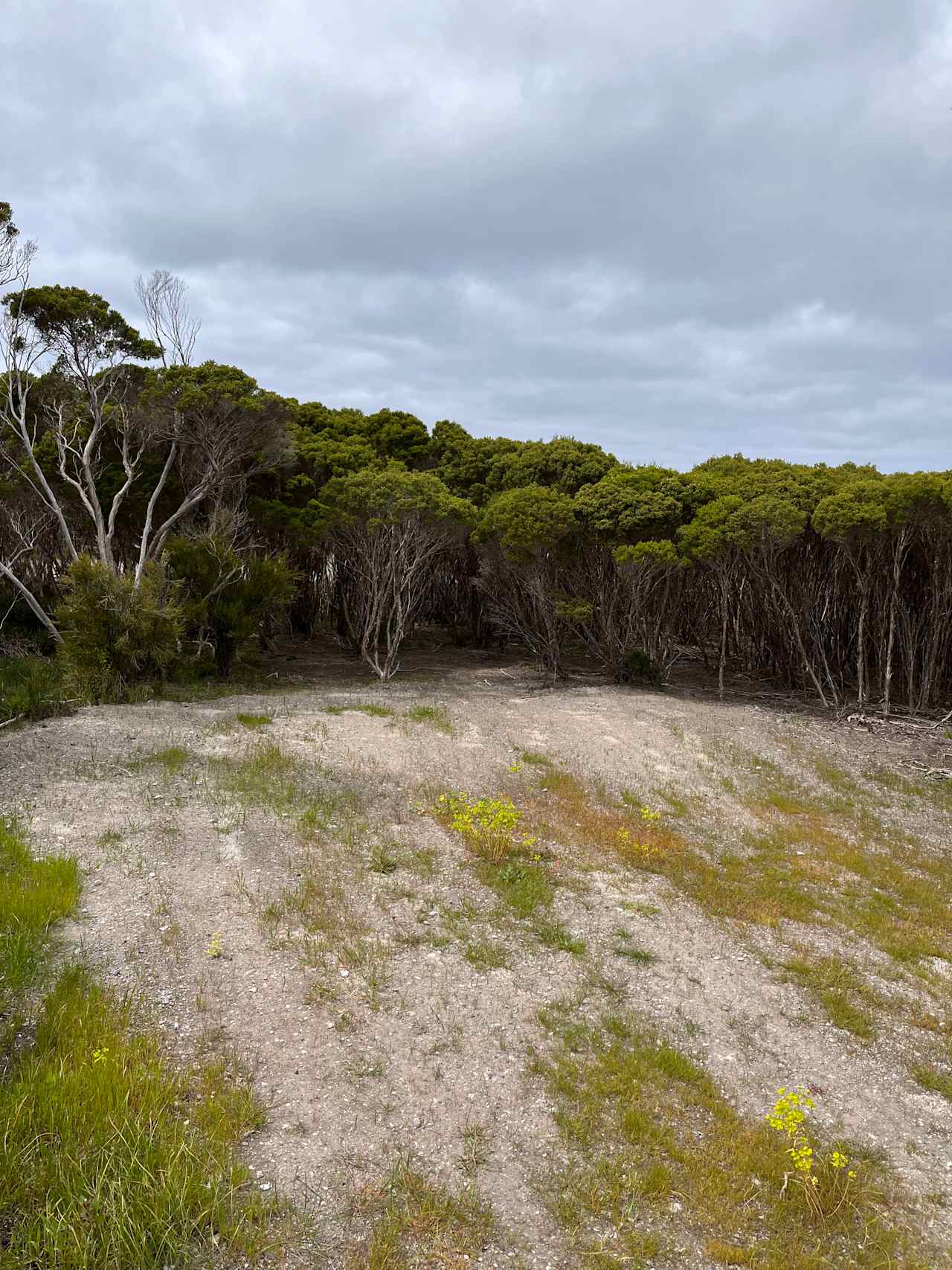 Marion Bay Bush Camping - Hipcamp in Marion Bay, South Australia