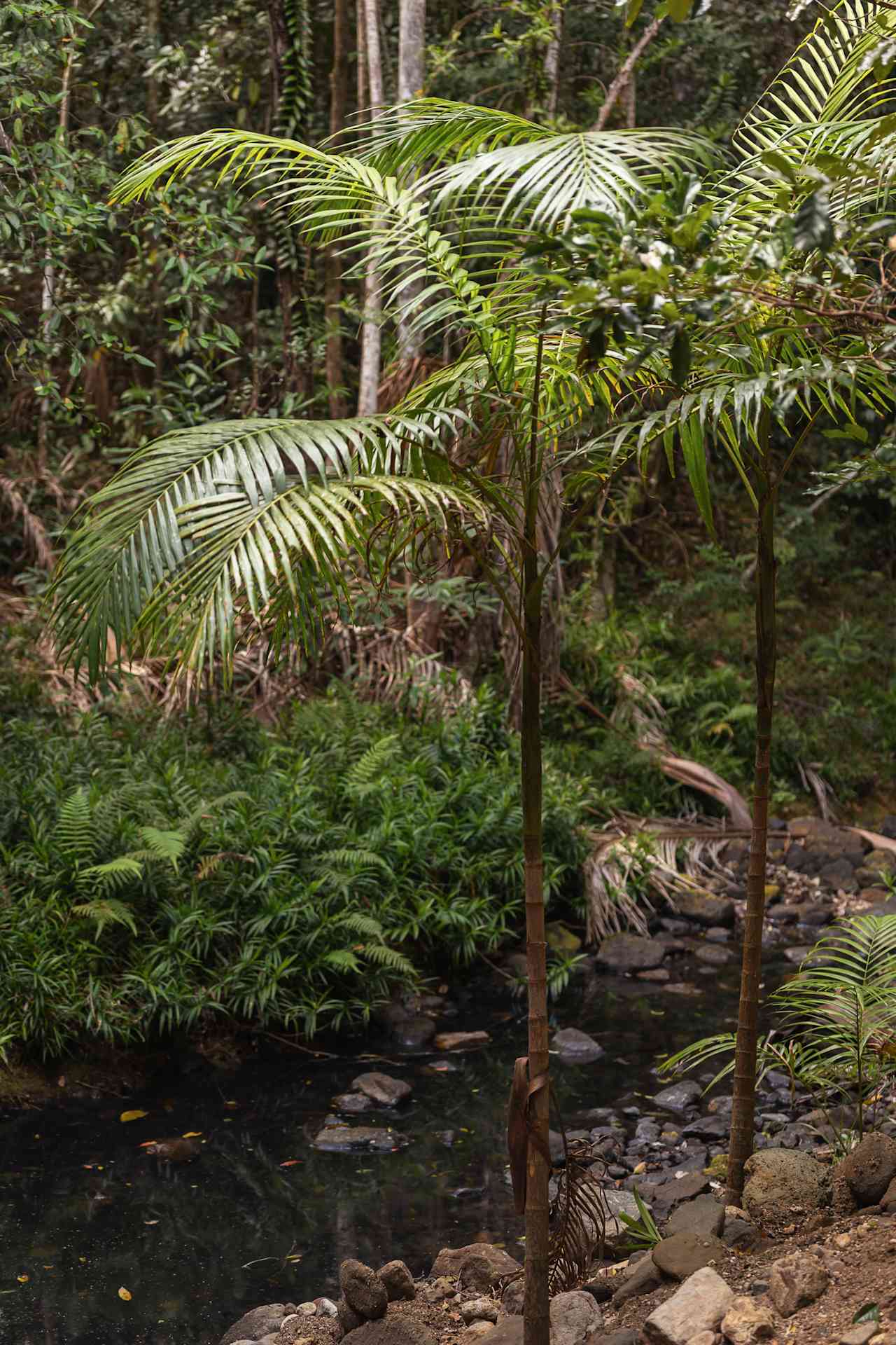 Woombye Rainforest Escape - Hipcamp in West Woombye, Queensland