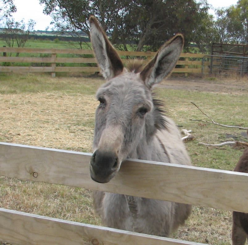 Tiny Winch Farm - Hipcamp in Winchelsea, Victoria