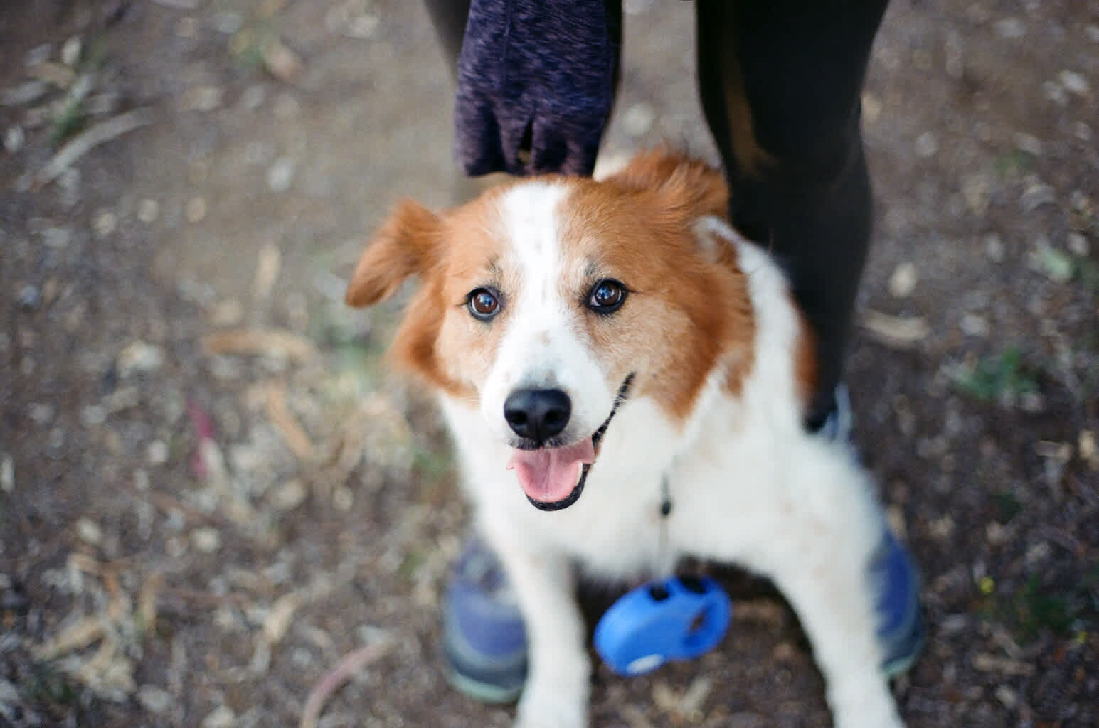 Enchanting Blueberry Farm - Hipcamp in Fallbrook, California