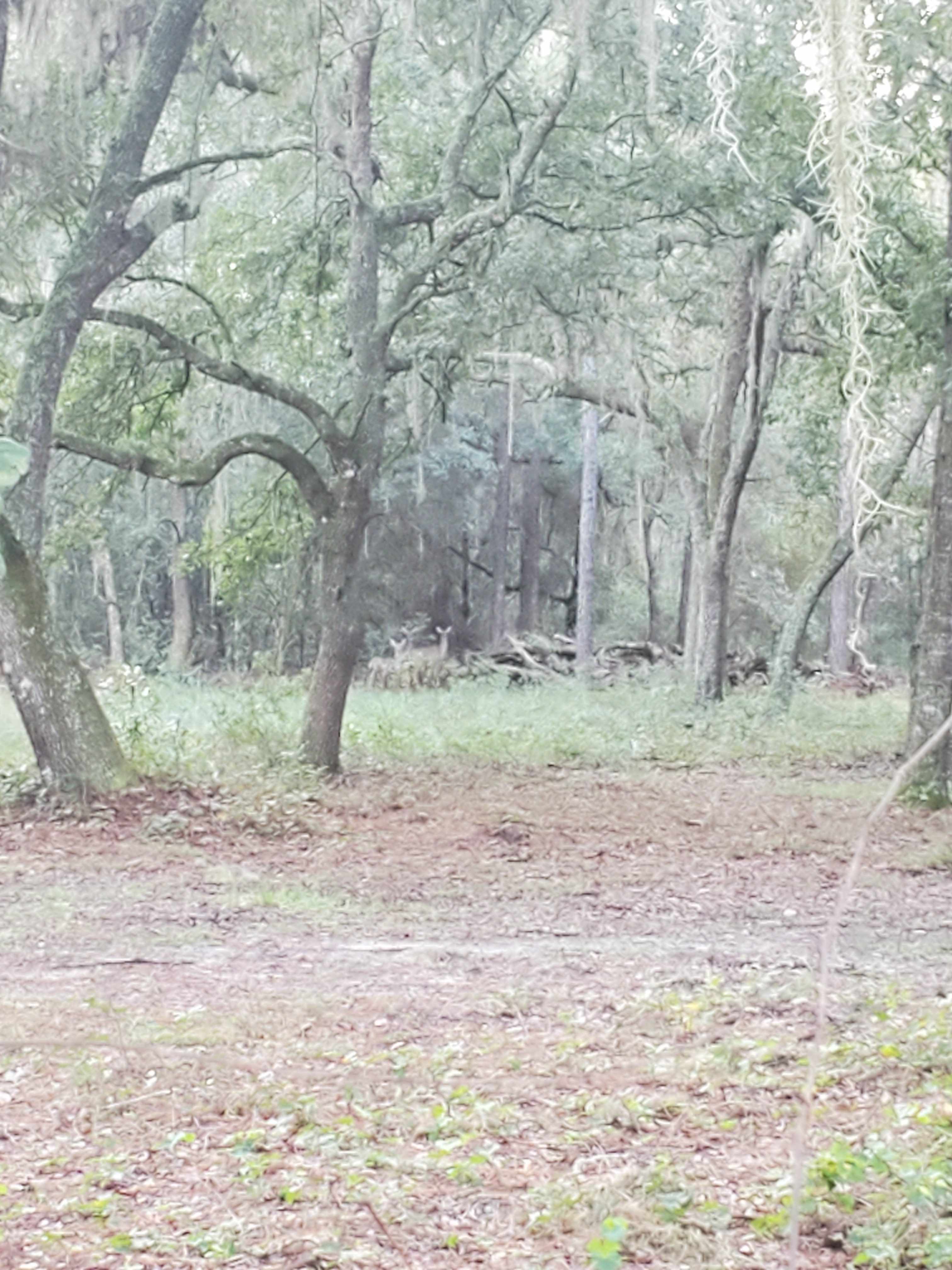 Wooded secluded working farm ranch - Hipcamp in Groveland, Florida