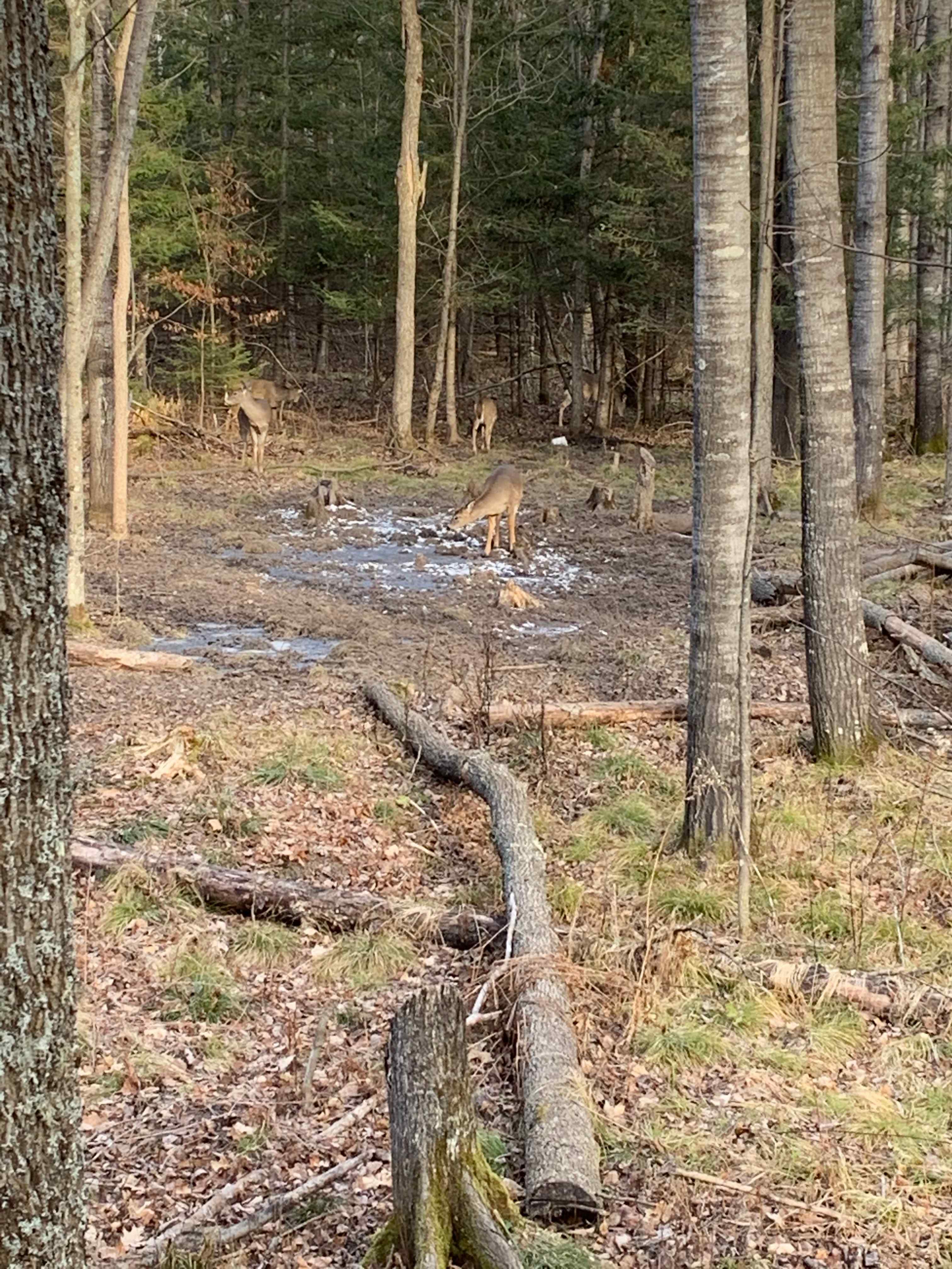 Dunbar WI Creekside wooded escape! - Hipcamp in Pembine, Wisconsin