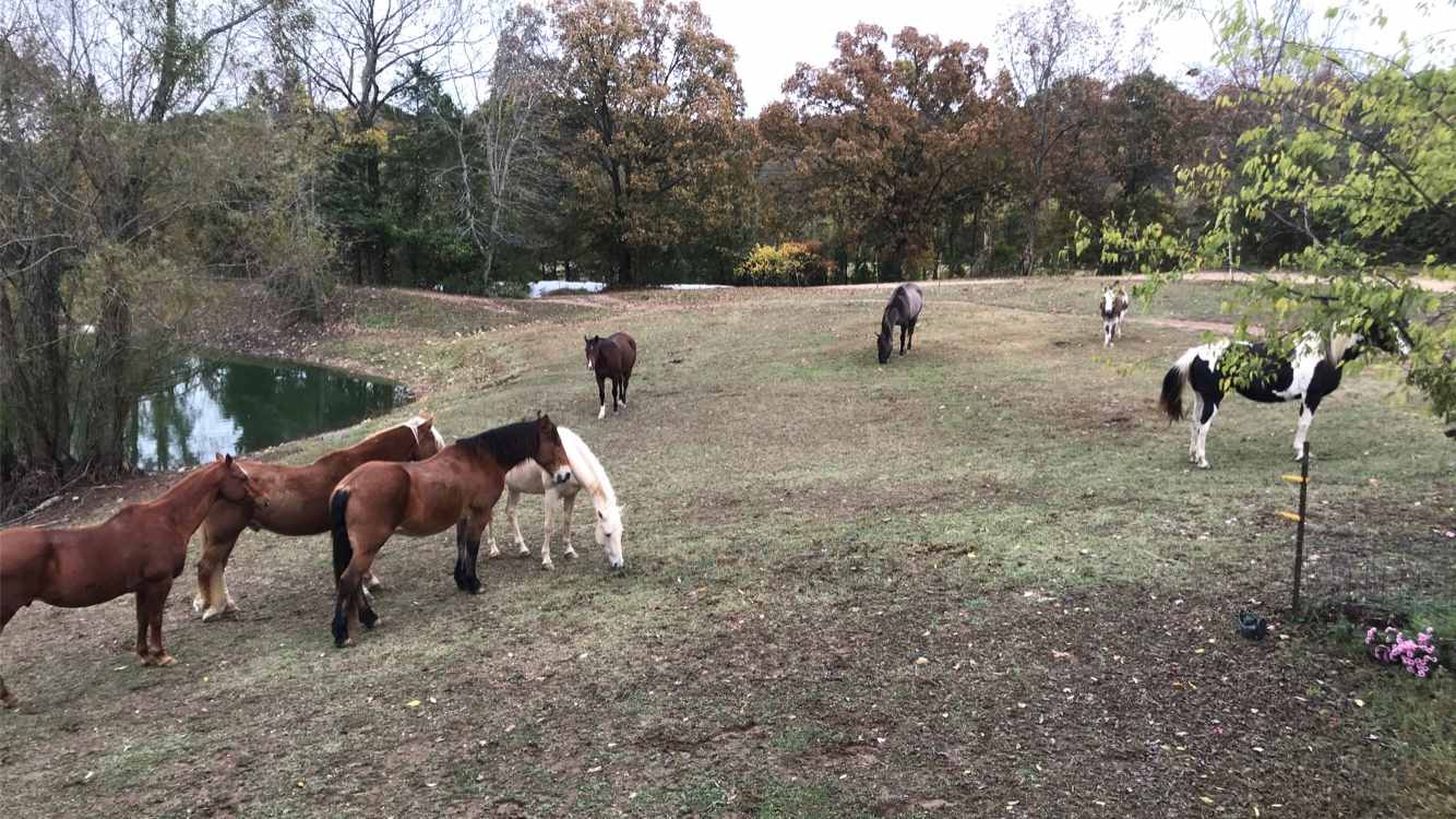 Backwoods camping - Hipcamp in Eureka Springs, Arkansas