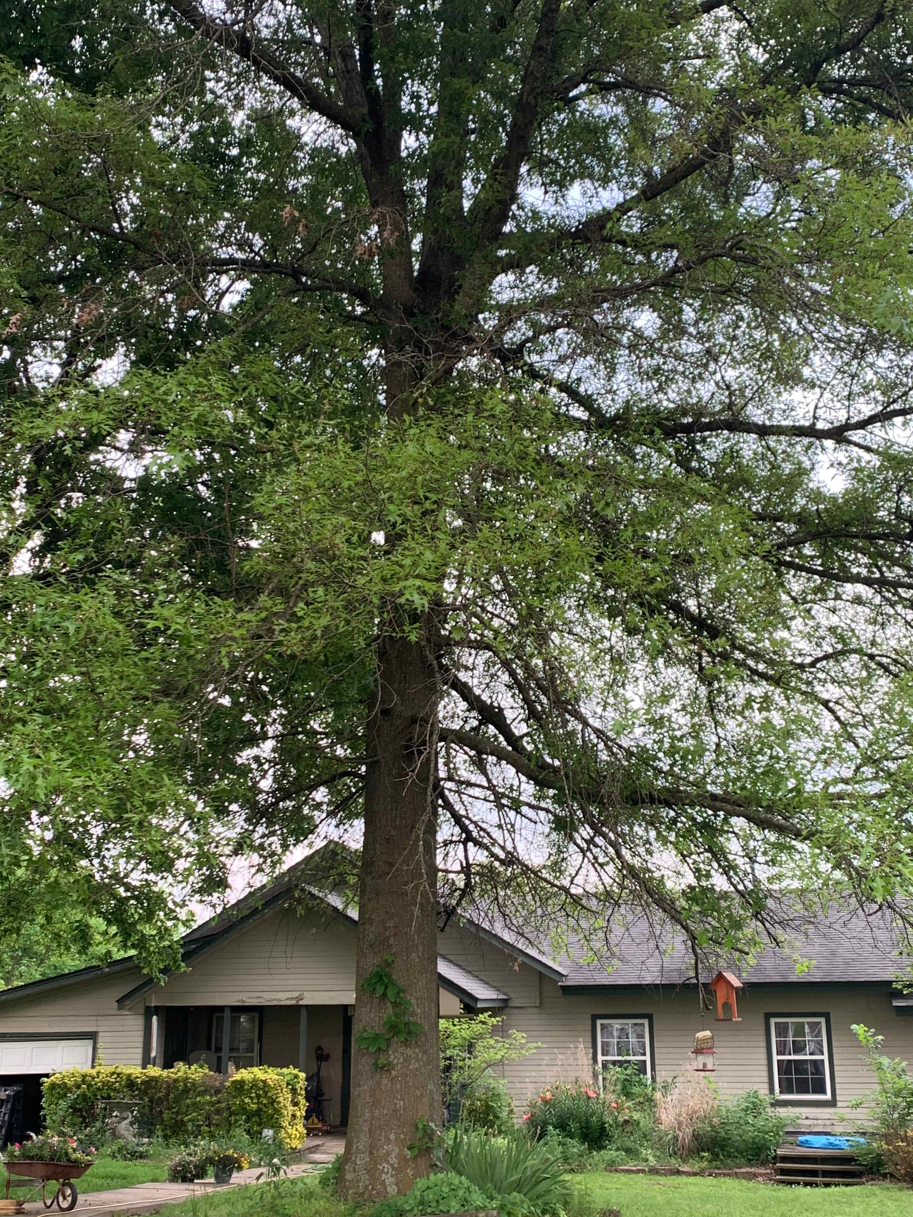 Fox Meadow RV Park - Hipcamp in Siloam Springs, Arkansas