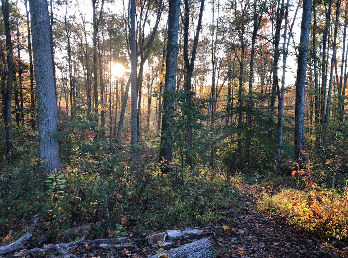 Red River Gorge tent camping - Hipcamp in Campton, Kentucky