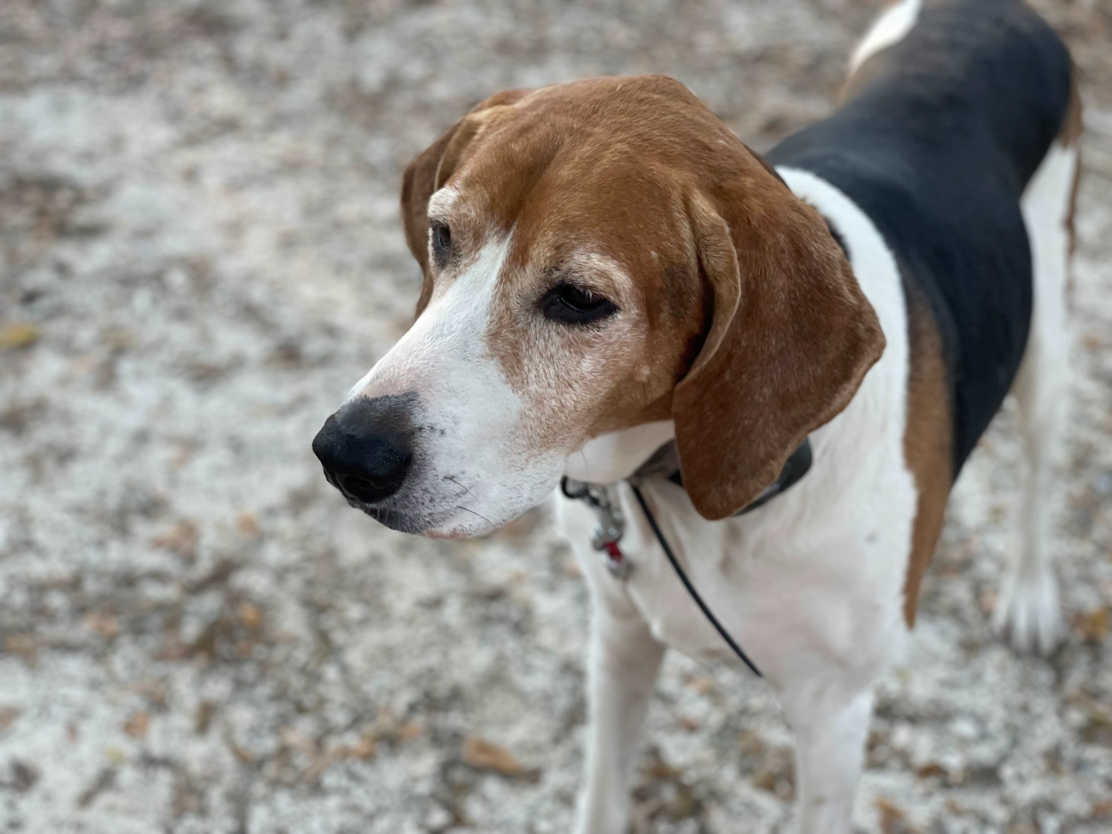 River Ranch Hunting Club Florida - Hipcamp in Frostproof, Florida