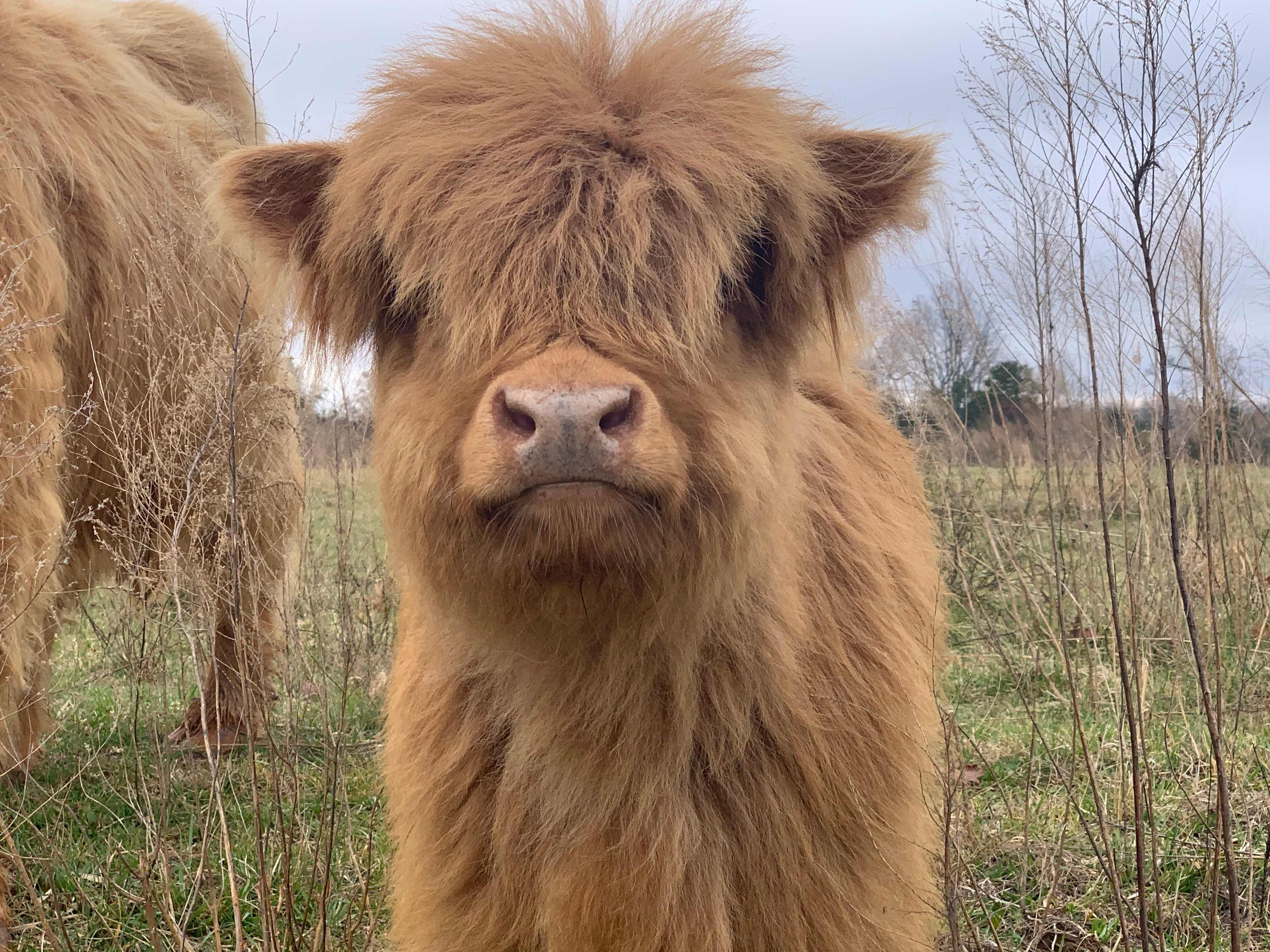 Relaxing farm Retreat - Hipcamp in Mountain View, North Carolina