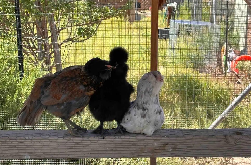 Luxury Trailer on Off-grid Emu Farm - Hipcamp in Sutcliffe, Nevada