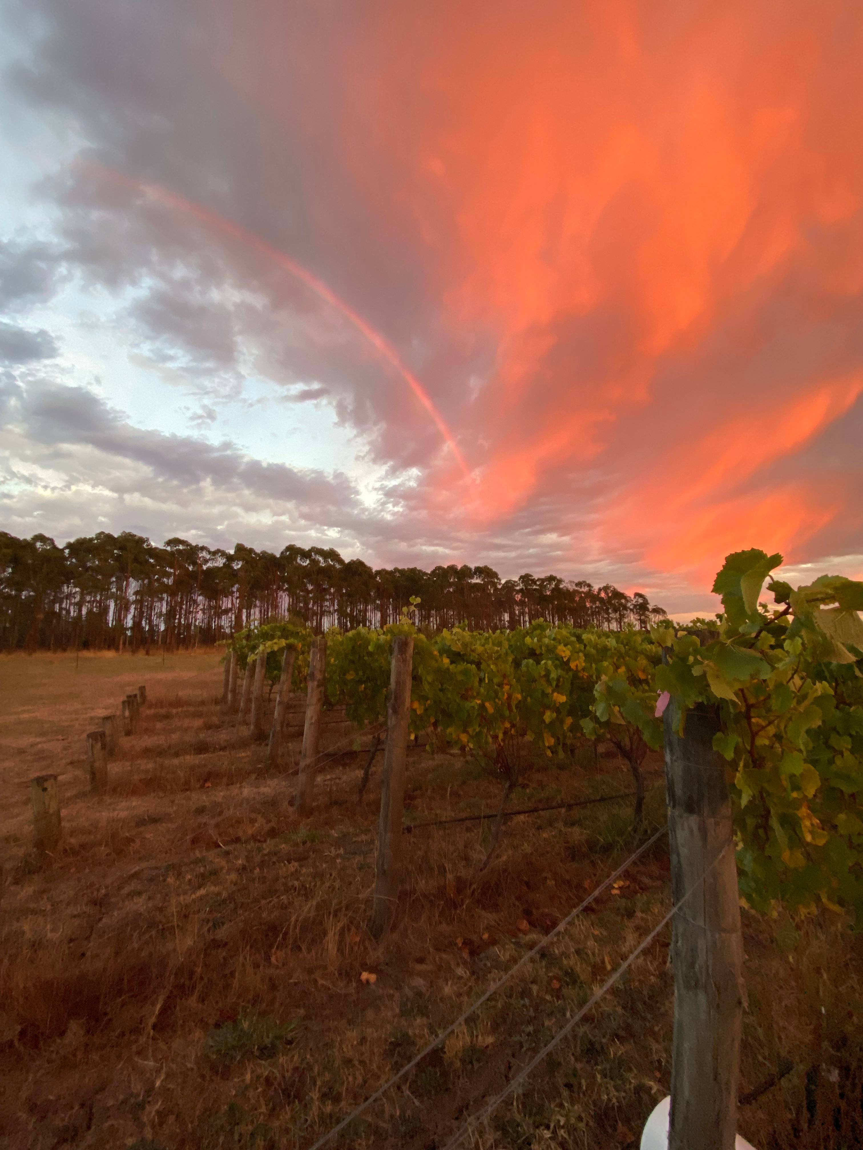 Alt Road Winery - Hipcamp in Winchelsea South, Victoria