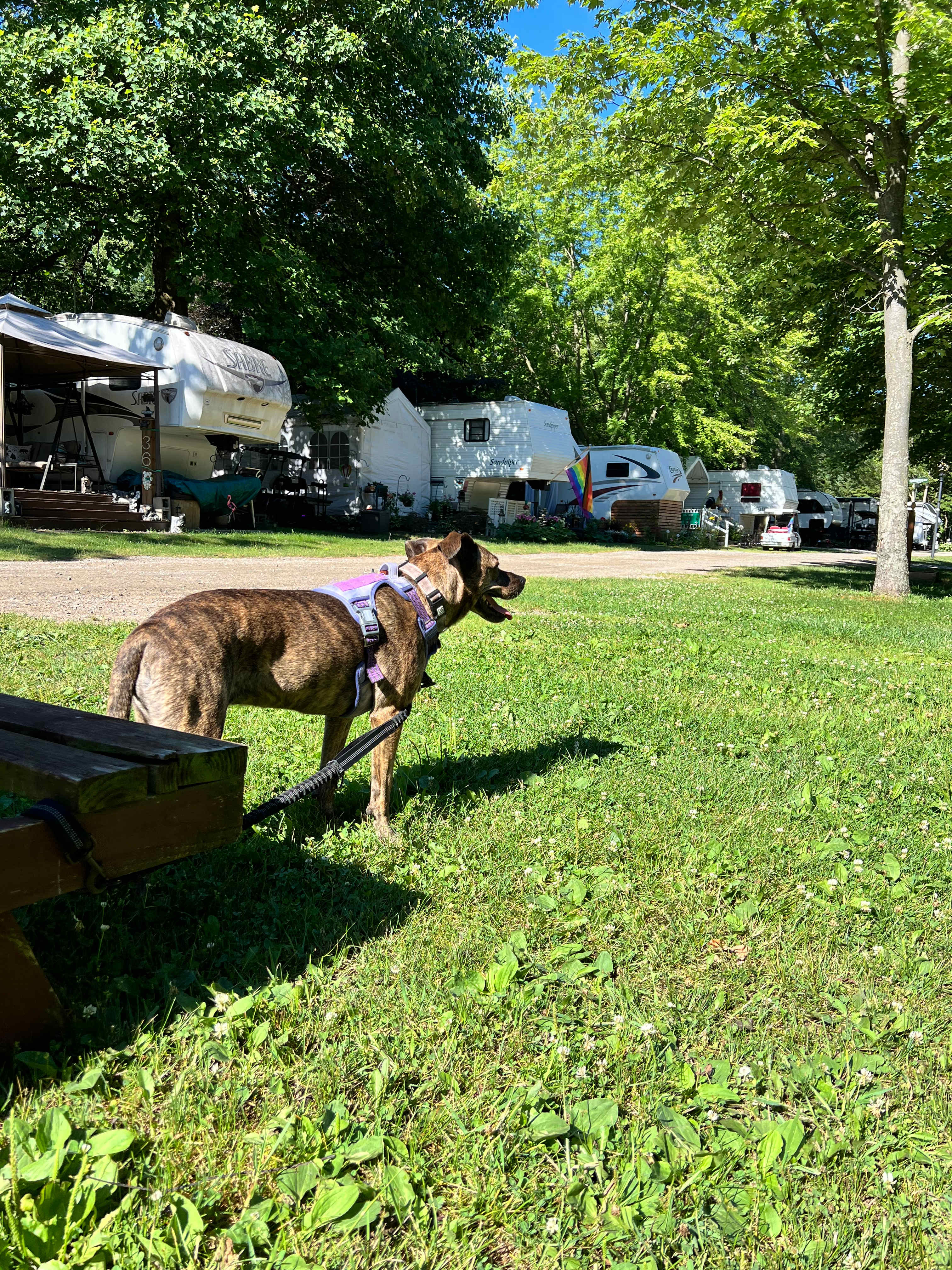 Campit Outdoor Resort - Hipcamp in Fennville, Michigan