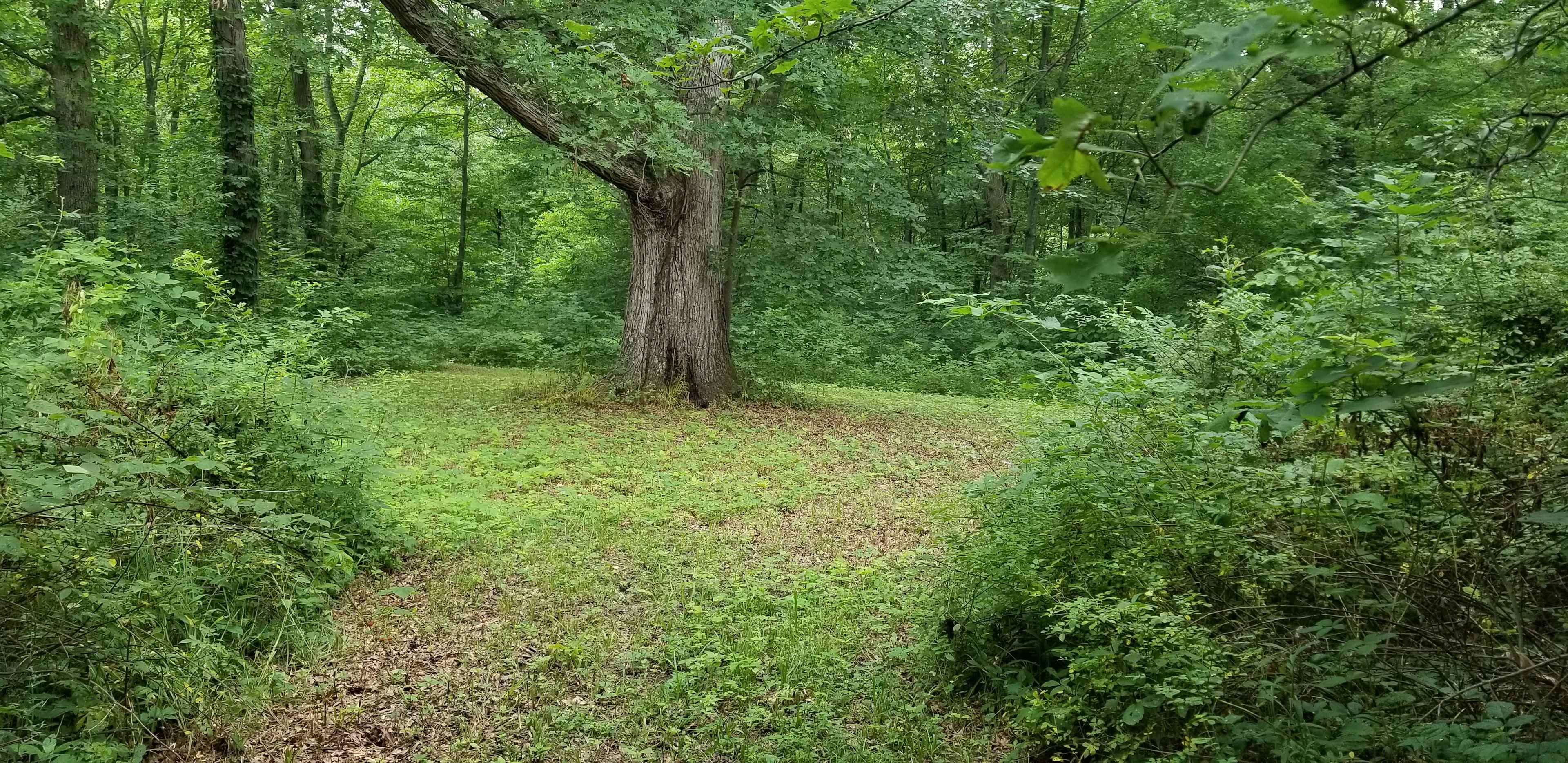 Croaky Oak Clearing - Hipcamp in Raymond, Ohio
